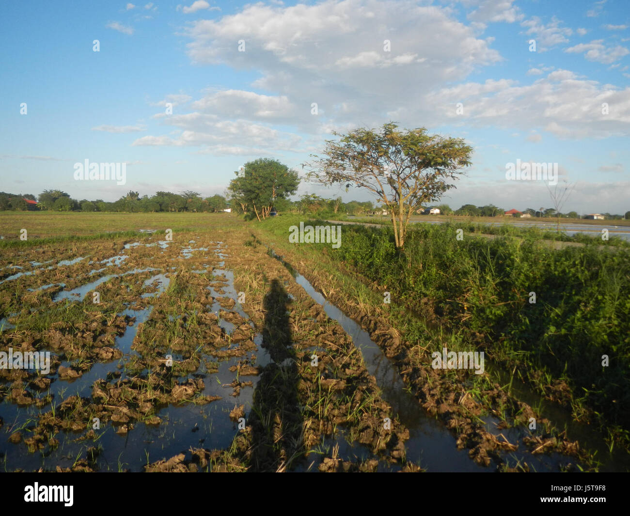 This scene depicts the paddy fields along Cortez Road in Concepcion ...