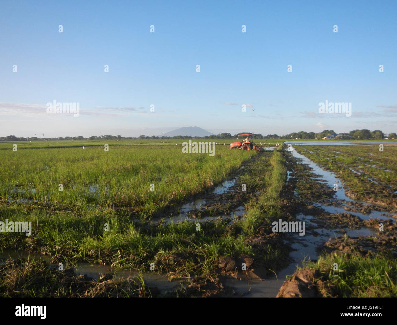 A photograph of paddy fields with trees along Cortez Road in Concepcion ...