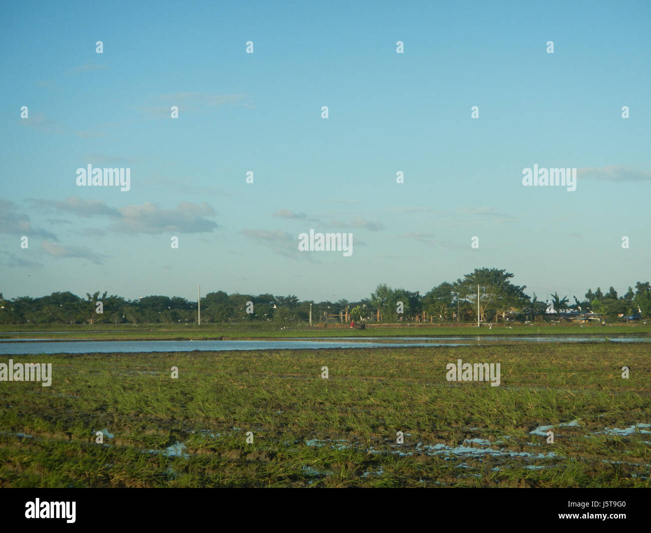 This image depicts paddy fields and trees along Cortez Road in ...