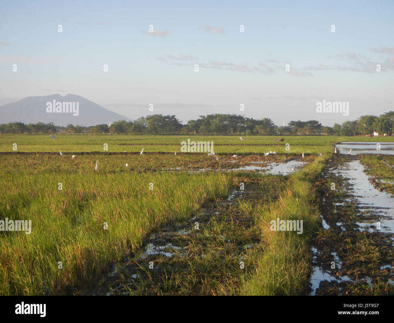 This image depicts the lush paddy fields and trees along Cortez Road in ...