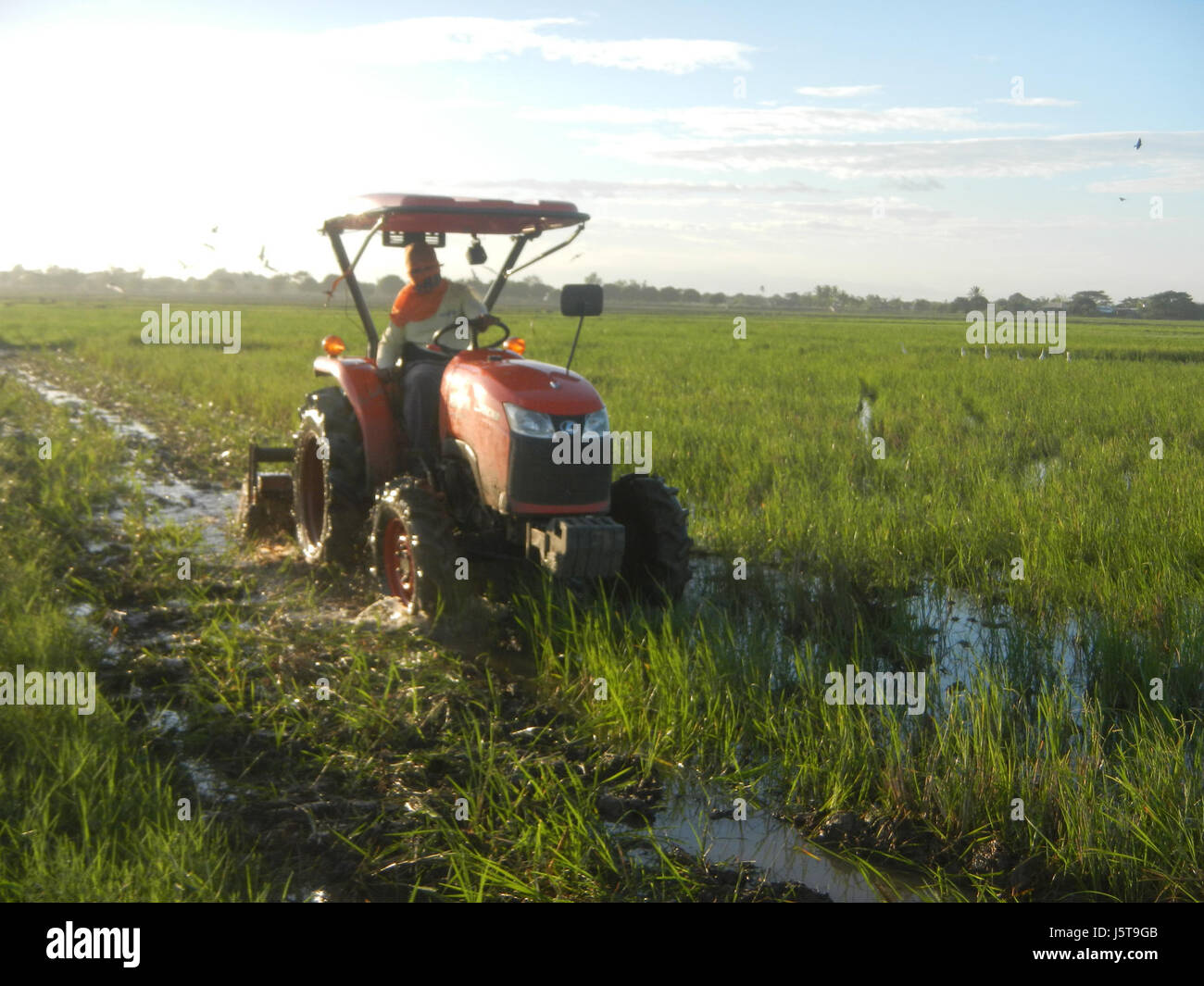 A photograph of paddy fields and trees along Cortez Road in Concepcion ...