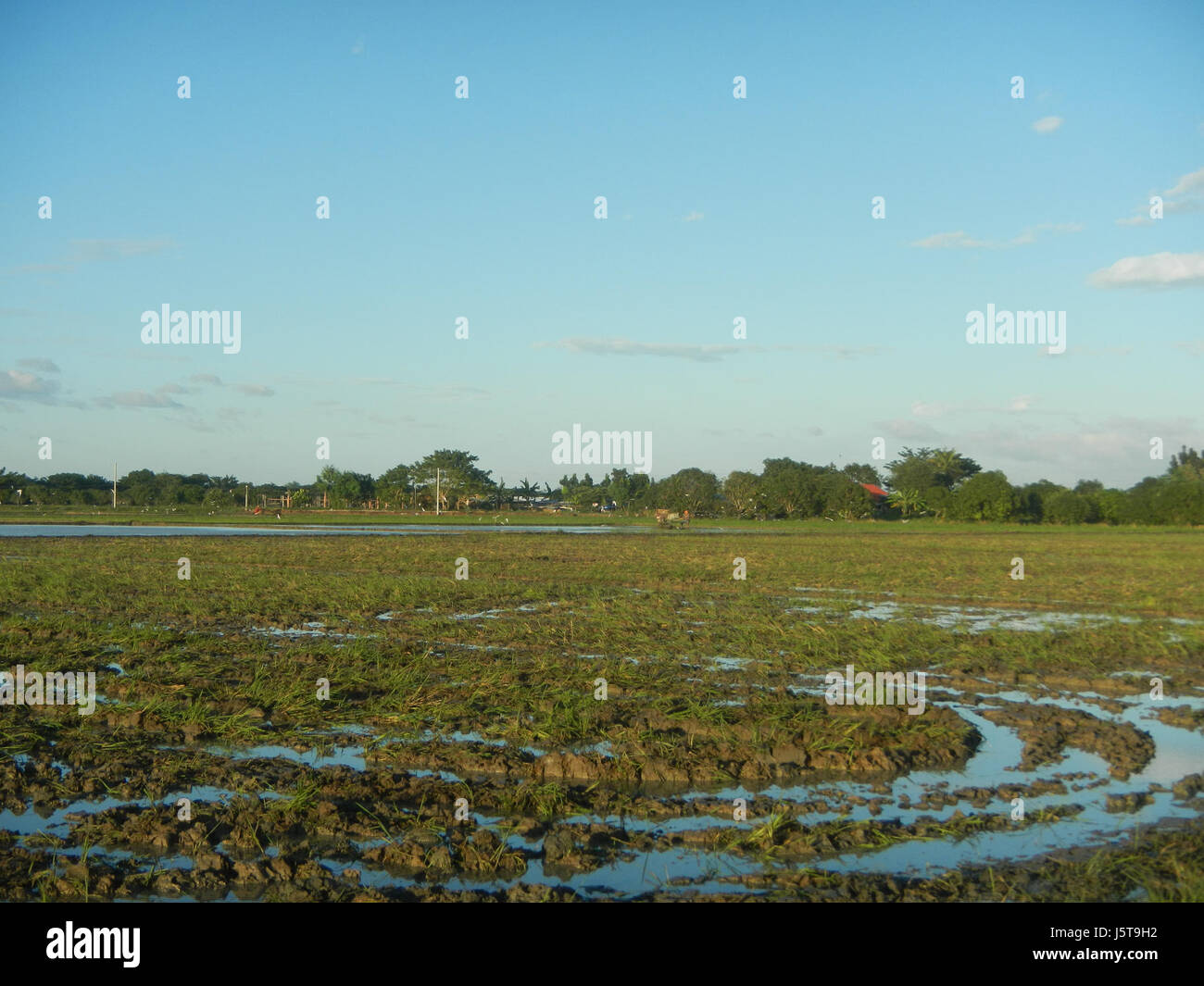 This image captures the lush paddy fields along Cortez Road in ...