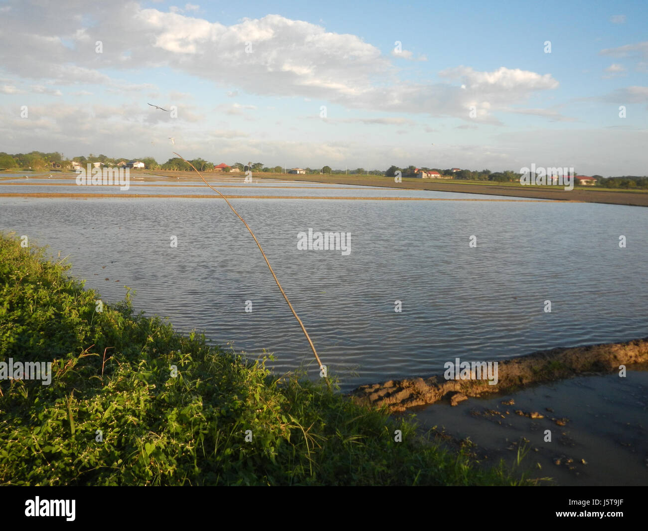 This photograph depicts the lush paddy fields and trees along Cortez ...