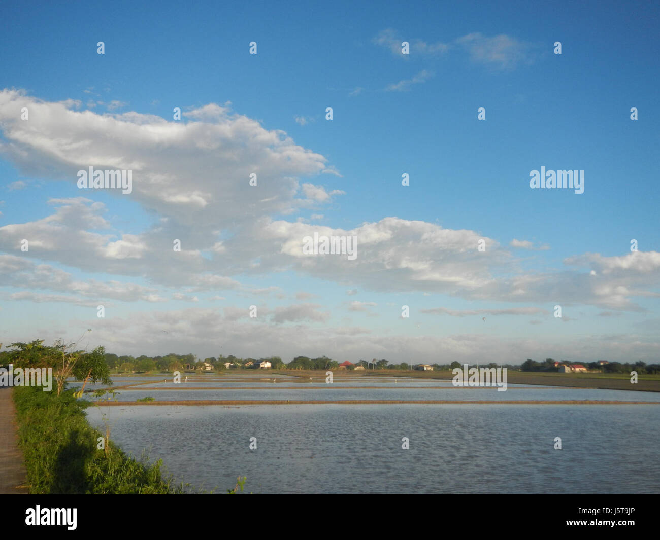 A view of the paddy fields and trees along Cortez Road in Concepcion ...