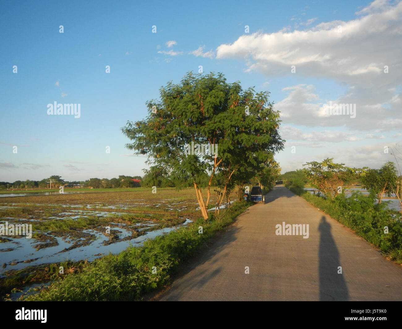 03302fPaddy fields trees Cortez Road Concepcion San Simon Pampanga 18 ...