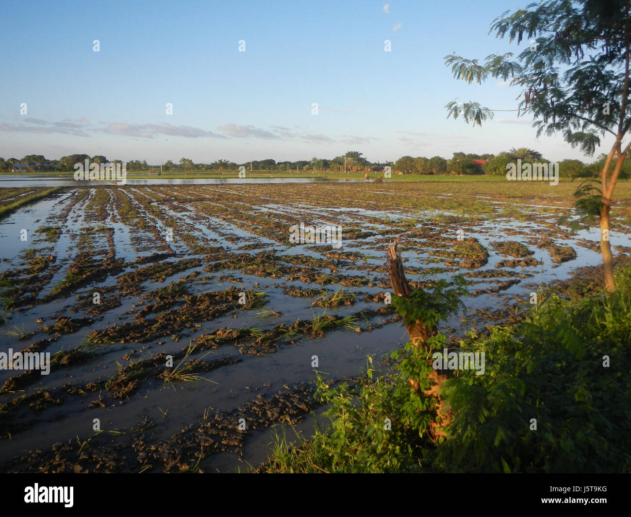This image shows paddy fields and trees along Cortez Road in Concepcion ...