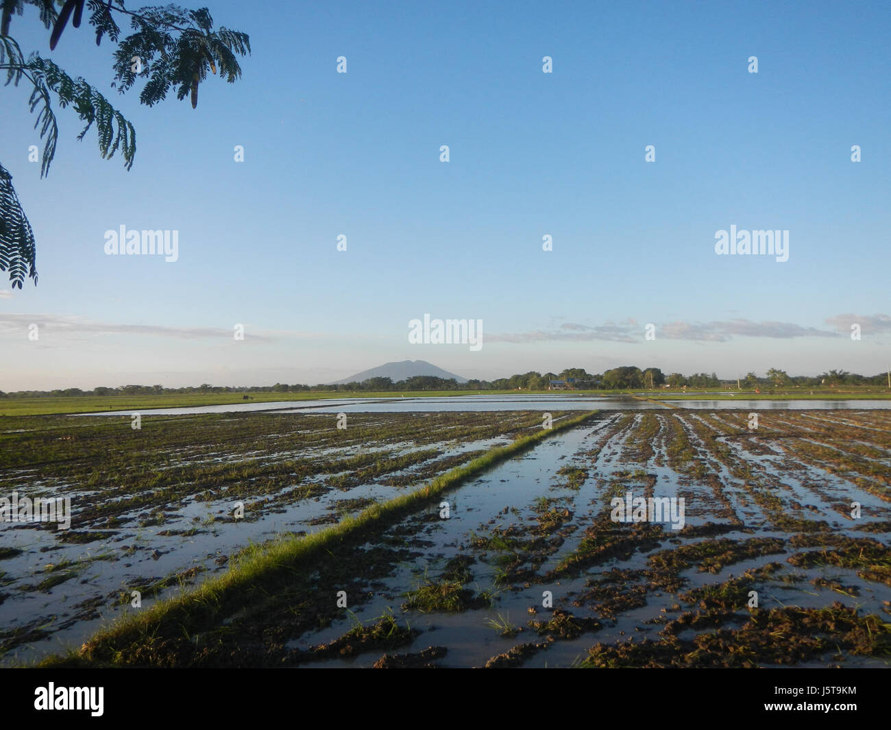 03327fPaddy fields trees Cortez Road Concepcion San Simon Pampanga 10 ...