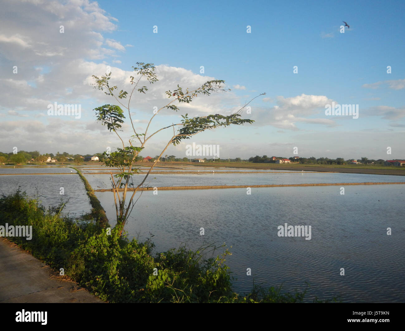 03327fPaddy fields trees Cortez Road Concepcion San Simon Pampanga 11 ...