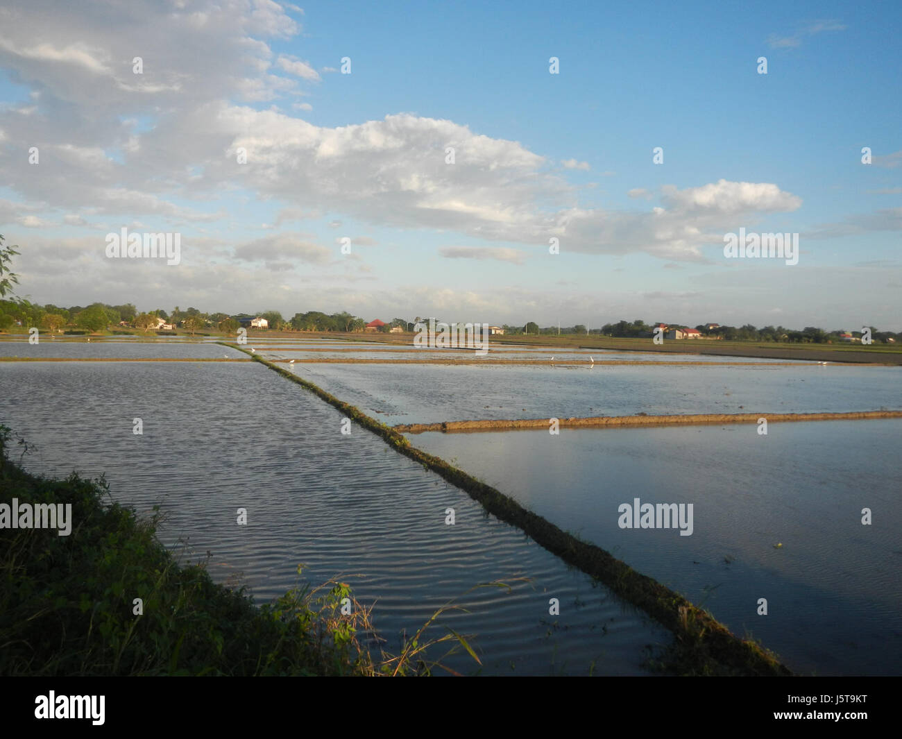 This image depicts paddy fields along Cortez Road in Concepcion, San ...