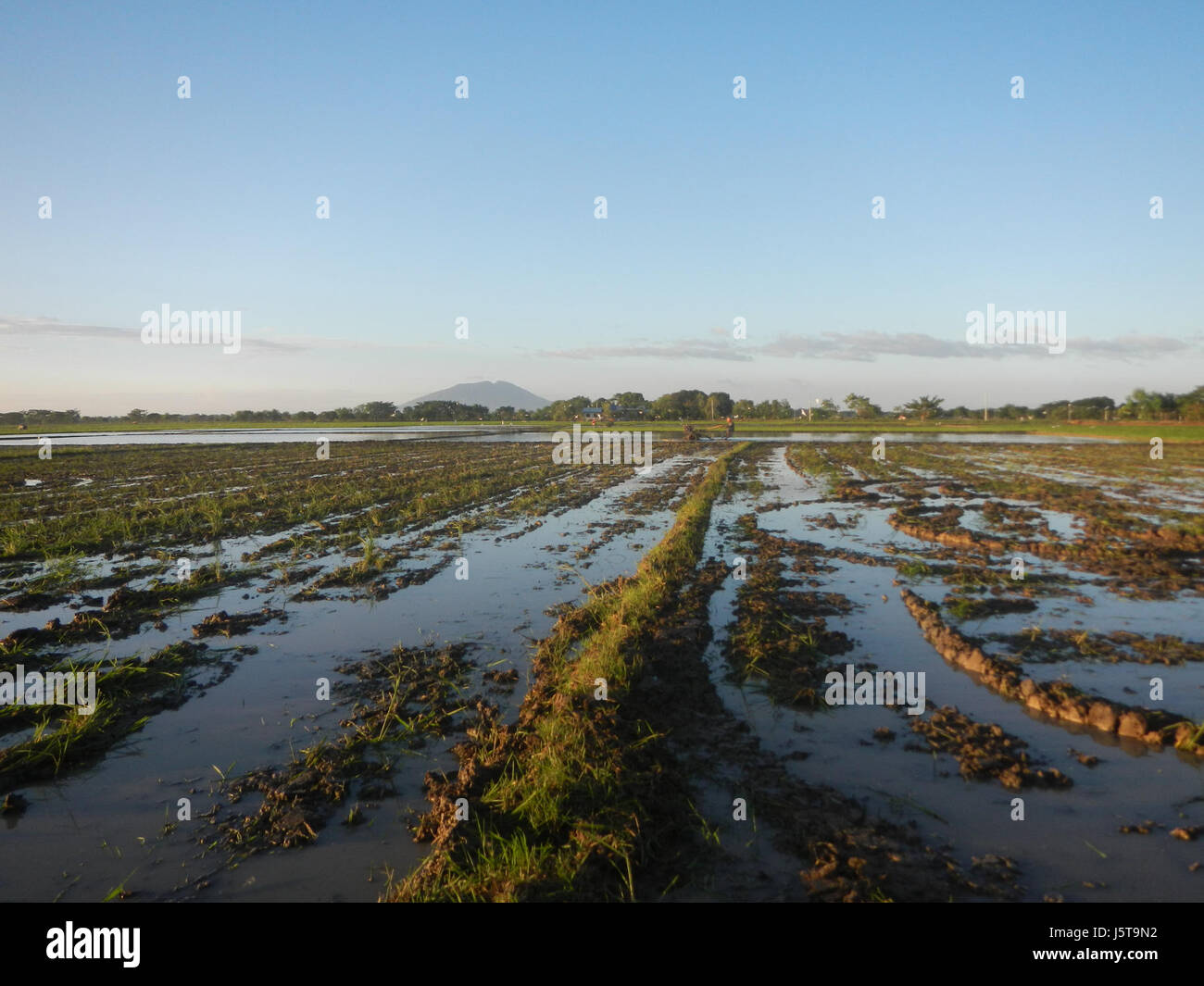 This image showcases paddy fields along Cortez Road in Concepcion, San ...