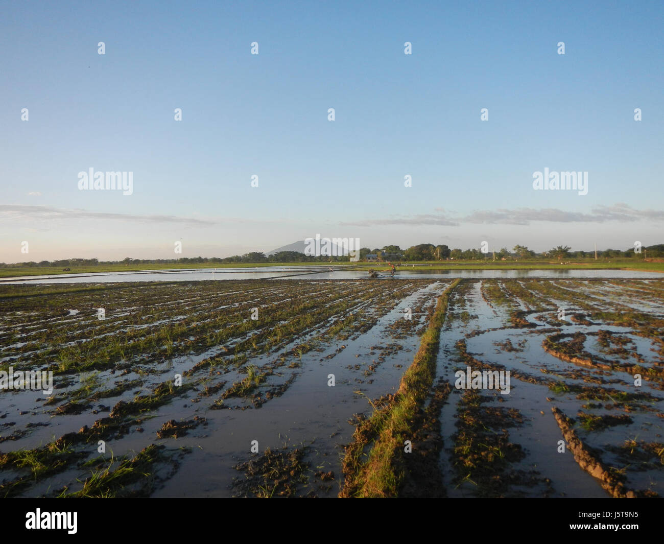 Photograph of paddy fields and trees along Cortez Road in Concepcion ...