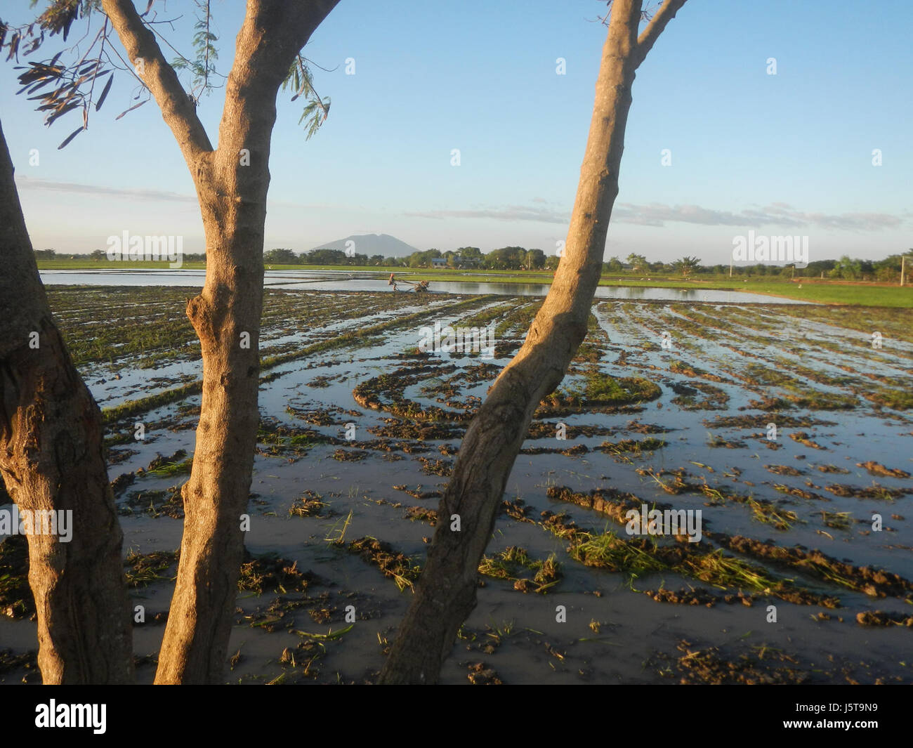 This scene from Cortez Road in Concepcion, San Simon, Pampanga features ...