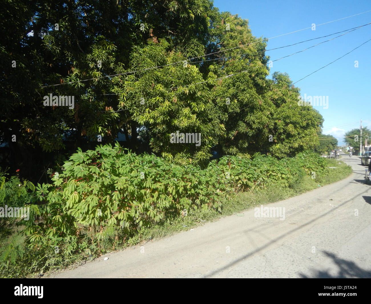 0201 Paddy fields trees irrigation Bantog San Miguel Bulacan Halls ...