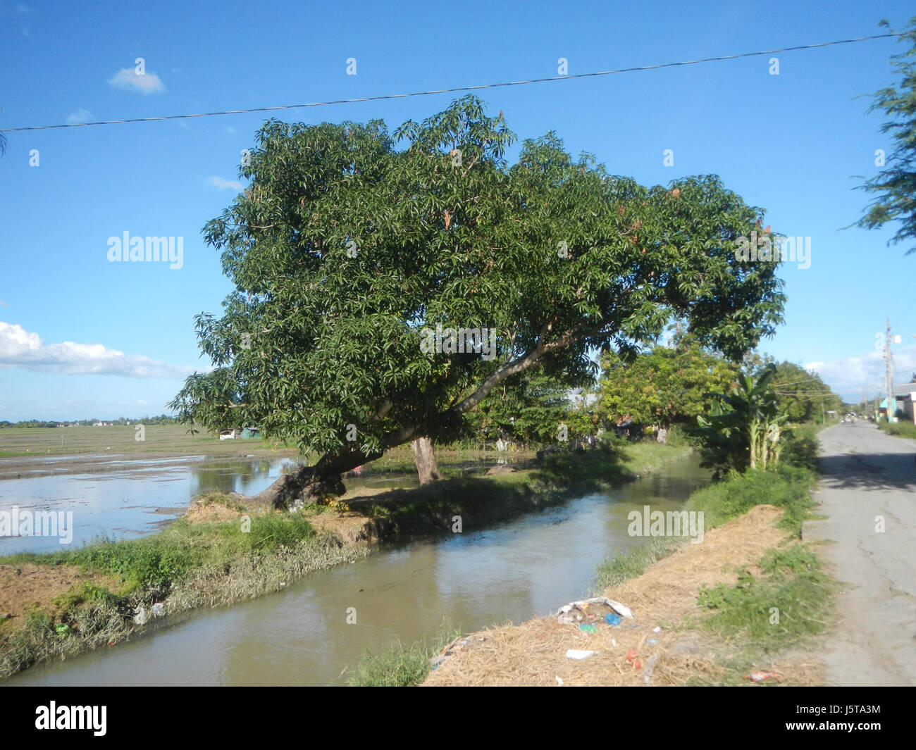 0251 Paddy fields trees irrigation Bantog San Miguel Bulacan Halls ...