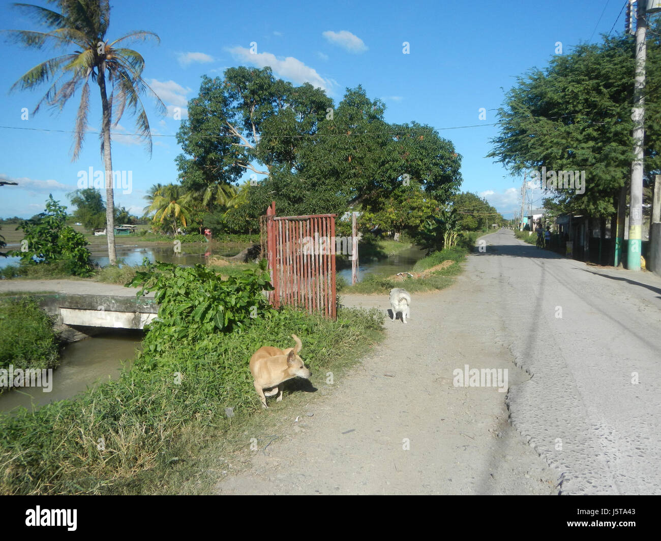 0251 Paddy fields trees irrigation Bantog San Miguel Bulacan Halls ...