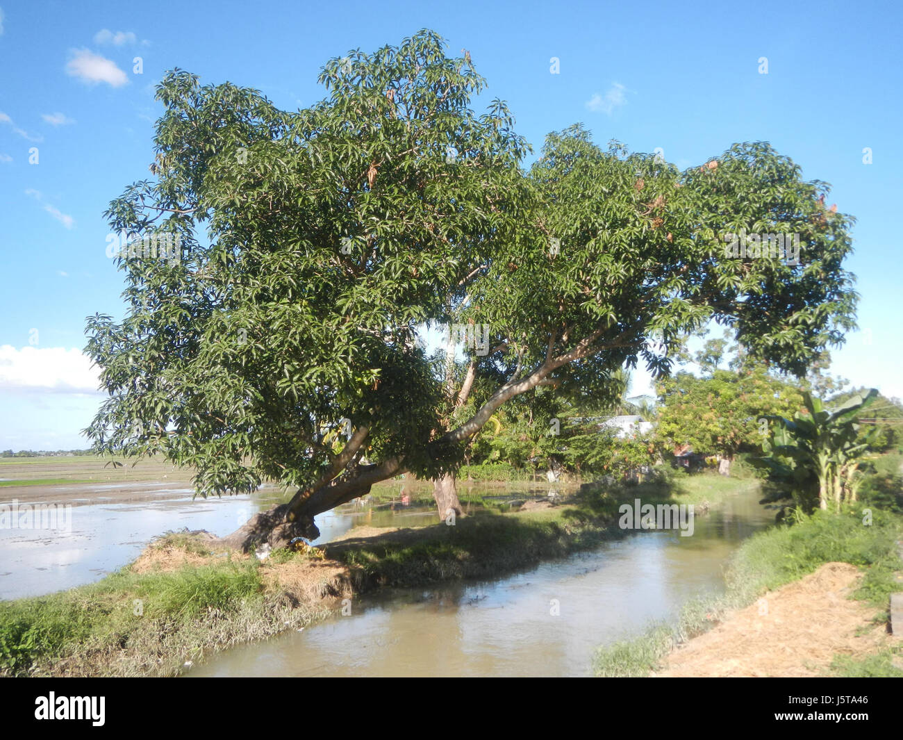 0251 Paddy fields trees irrigation Bantog San Miguel Bulacan Halls ...