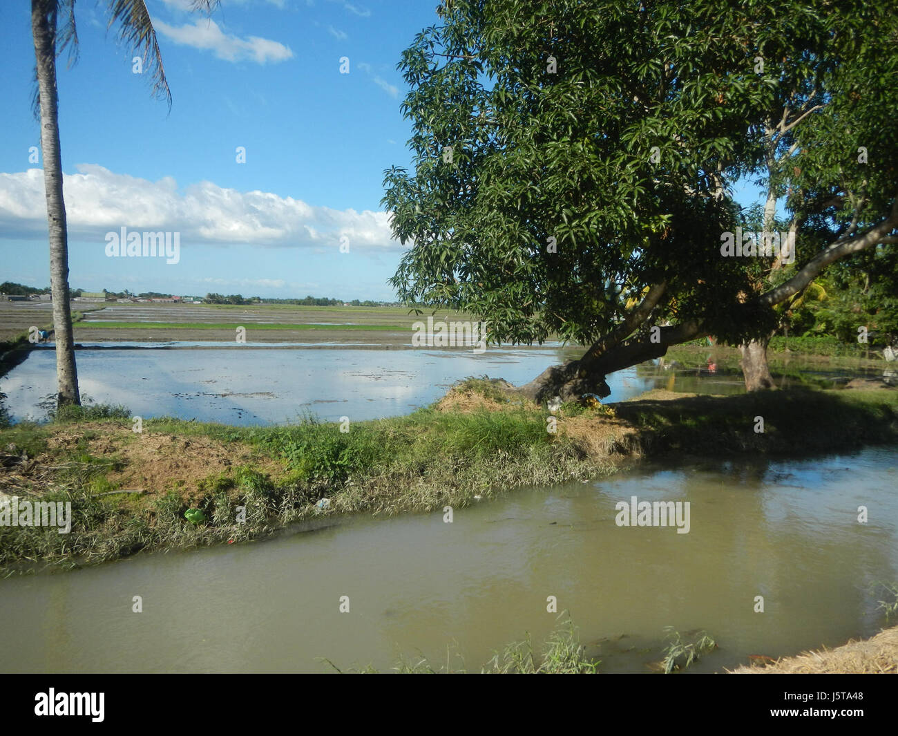 0251 Paddy fields trees irrigation Bantog San Miguel Bulacan Halls ...