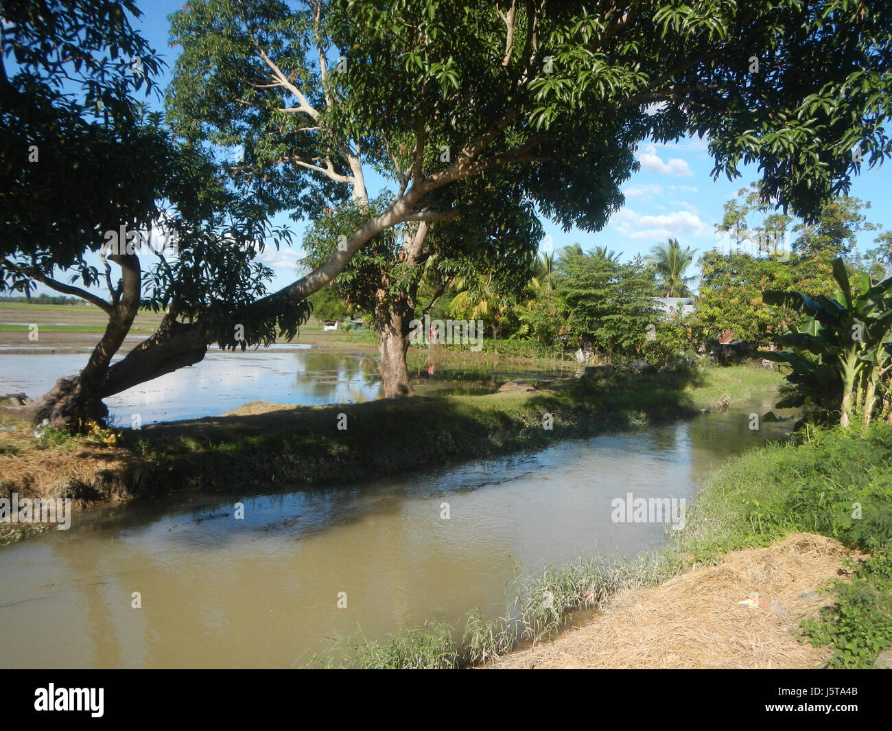 0276 Paddy fields trees irrigation Bantog San Miguel Bulacan Halls ...