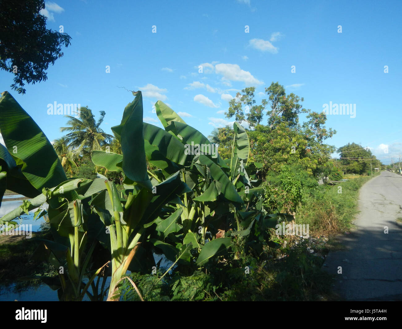 This image captures the rural landscape of Bantog, San Miguel, Bulacan ...