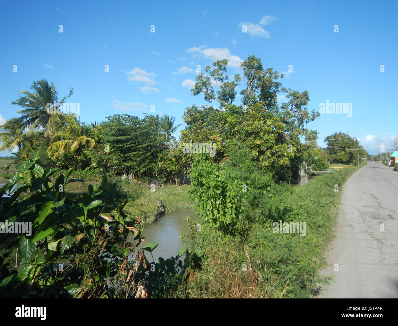 0276 Paddy fields trees irrigation Bantog San Miguel Bulacan Halls ...