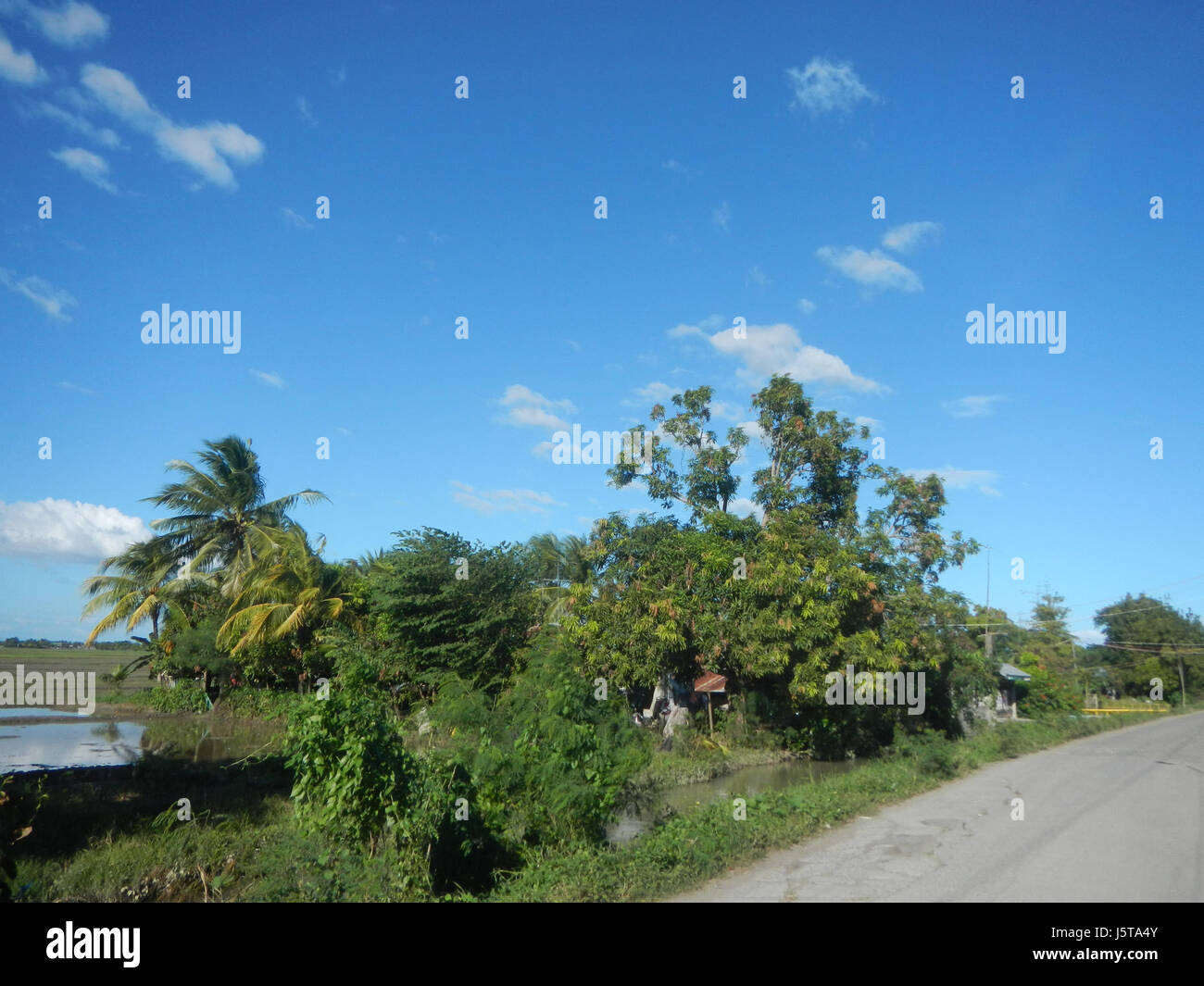 0276 Paddy fields trees irrigation Bantog San Miguel Bulacan Halls ...