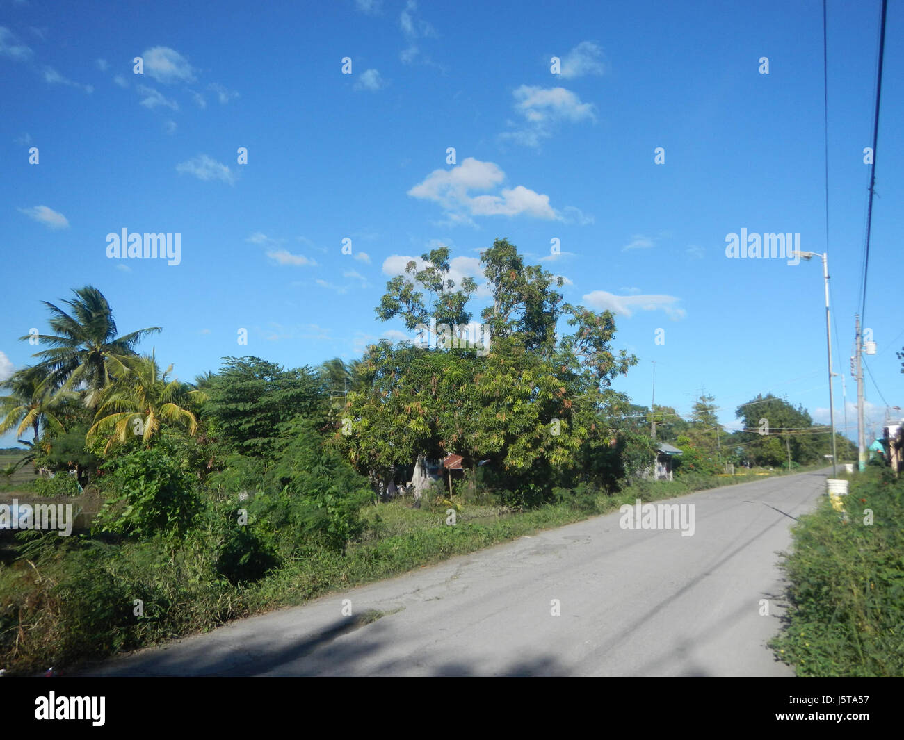0276 Paddy fields trees irrigation Bantog San Miguel Bulacan Halls ...