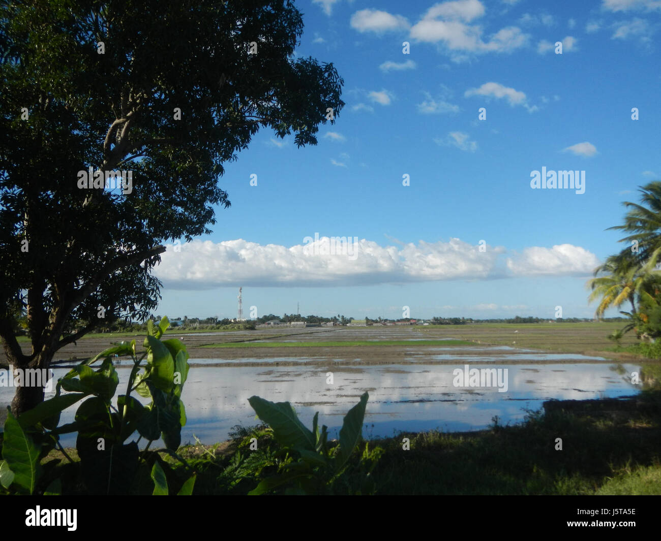 0276 Paddy fields trees irrigation Bantog San Miguel Bulacan Halls ...