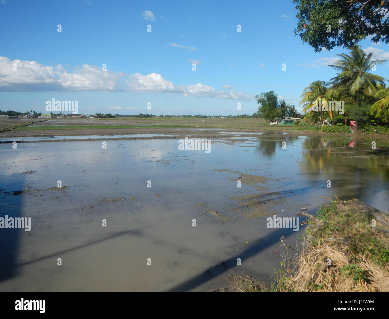 0301 Paddy fields trees irrigation Bantog San Miguel Bulacan Halls ...