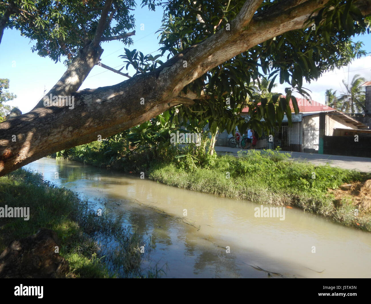 0301 Paddy fields trees irrigation Bantog San Miguel Bulacan Halls ...
