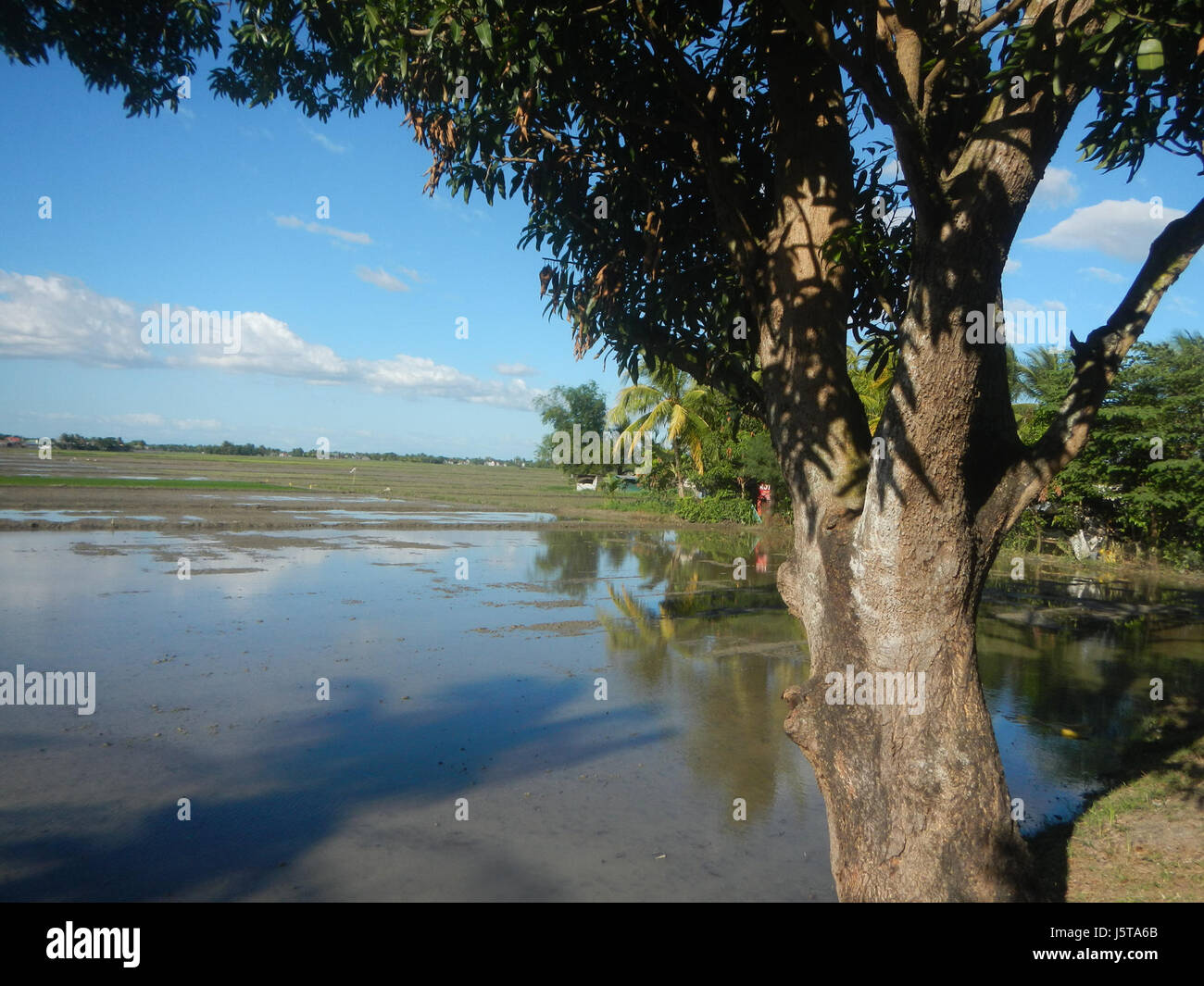 0301 Paddy fields trees irrigation Bantog San Miguel Bulacan Halls ...