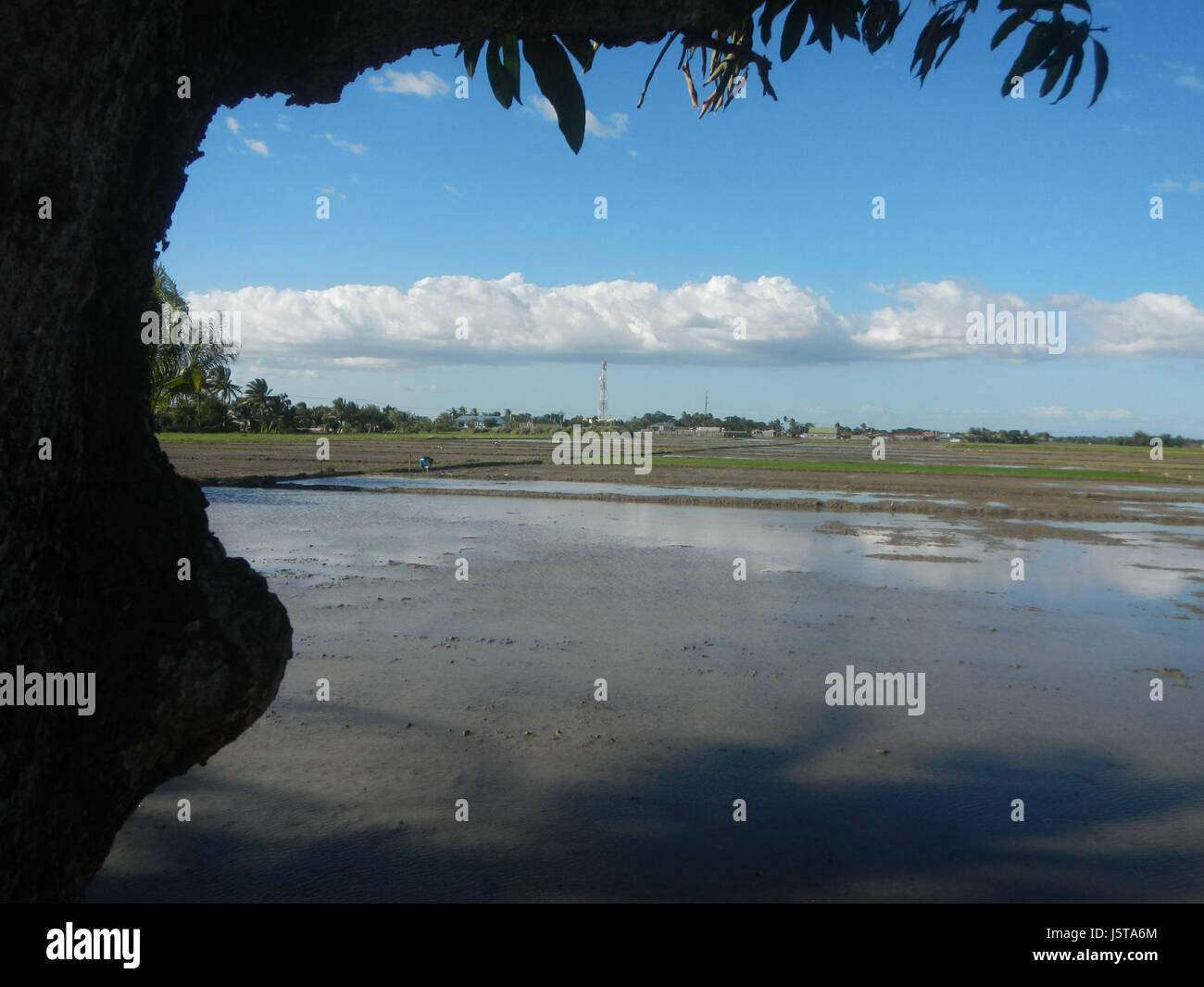 0326 Paddy fields trees irrigation Bantog San Miguel Bulacan Halls ...