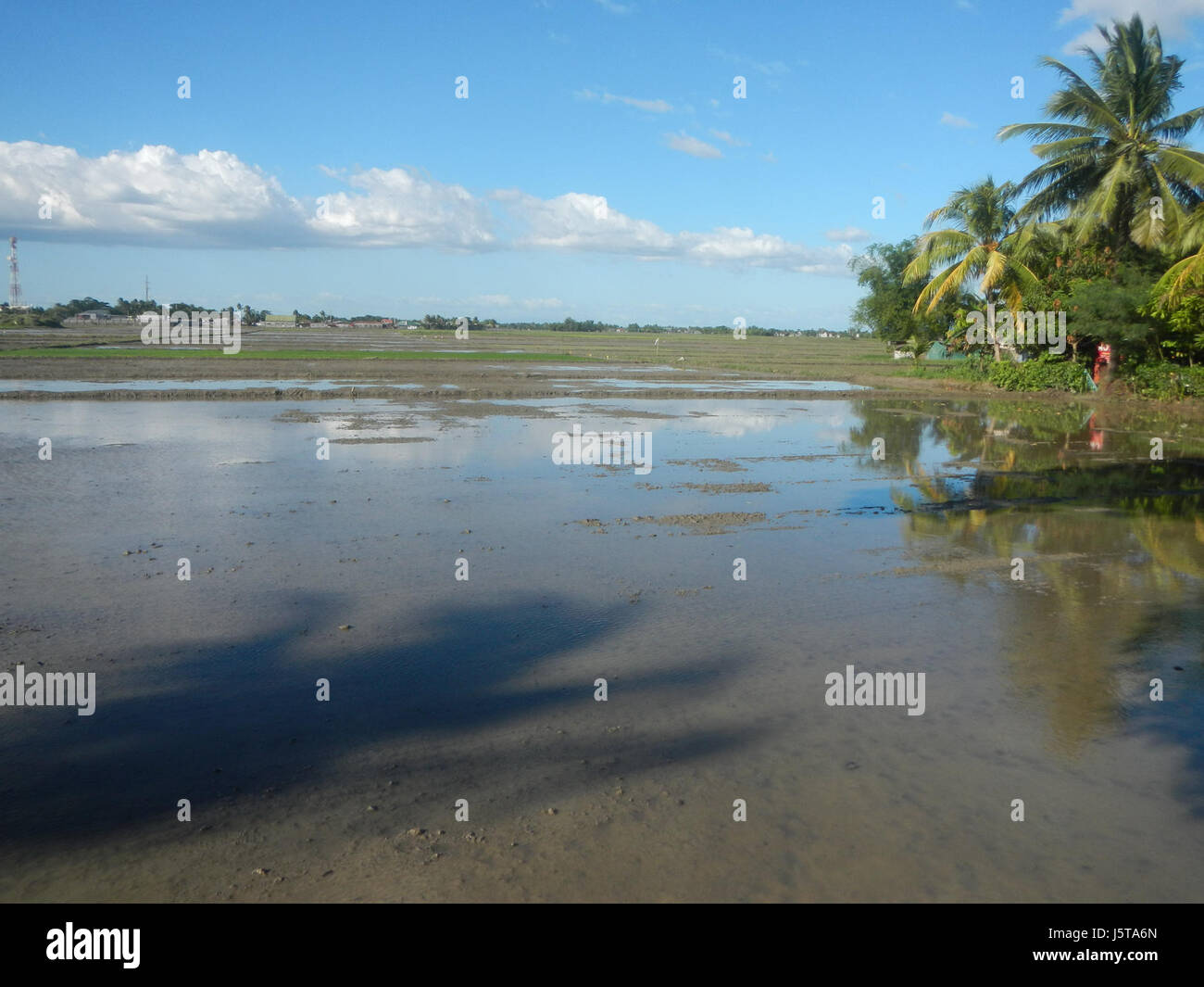 0326 Paddy fields trees irrigation Bantog San Miguel Bulacan Halls ...