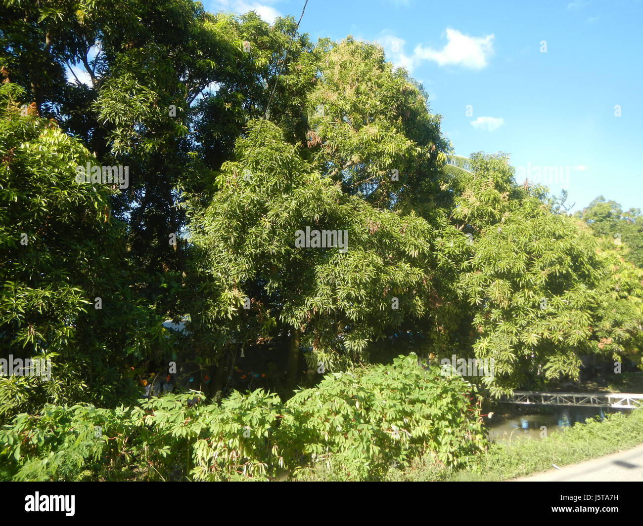 0326 Paddy fields trees irrigation Bantog San Miguel Bulacan Halls ...