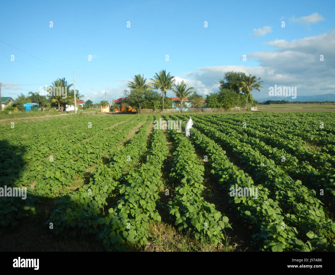 0473 Sitios Hulo and Hilerang Patubig Tagulod Candaba, Pampanga 03 ...