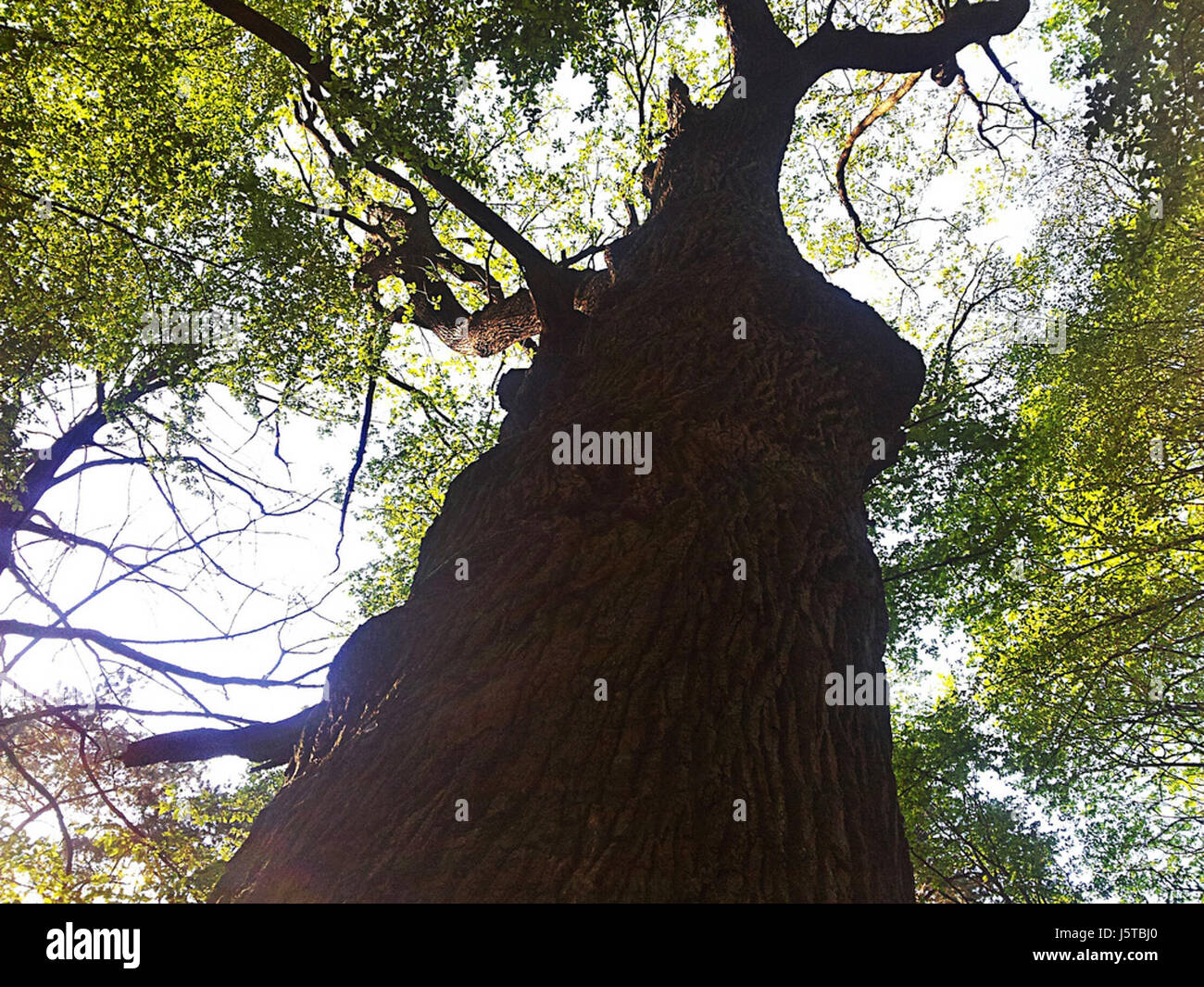 Vintage illustration cc0 hi-res stock photography and images - Alamy