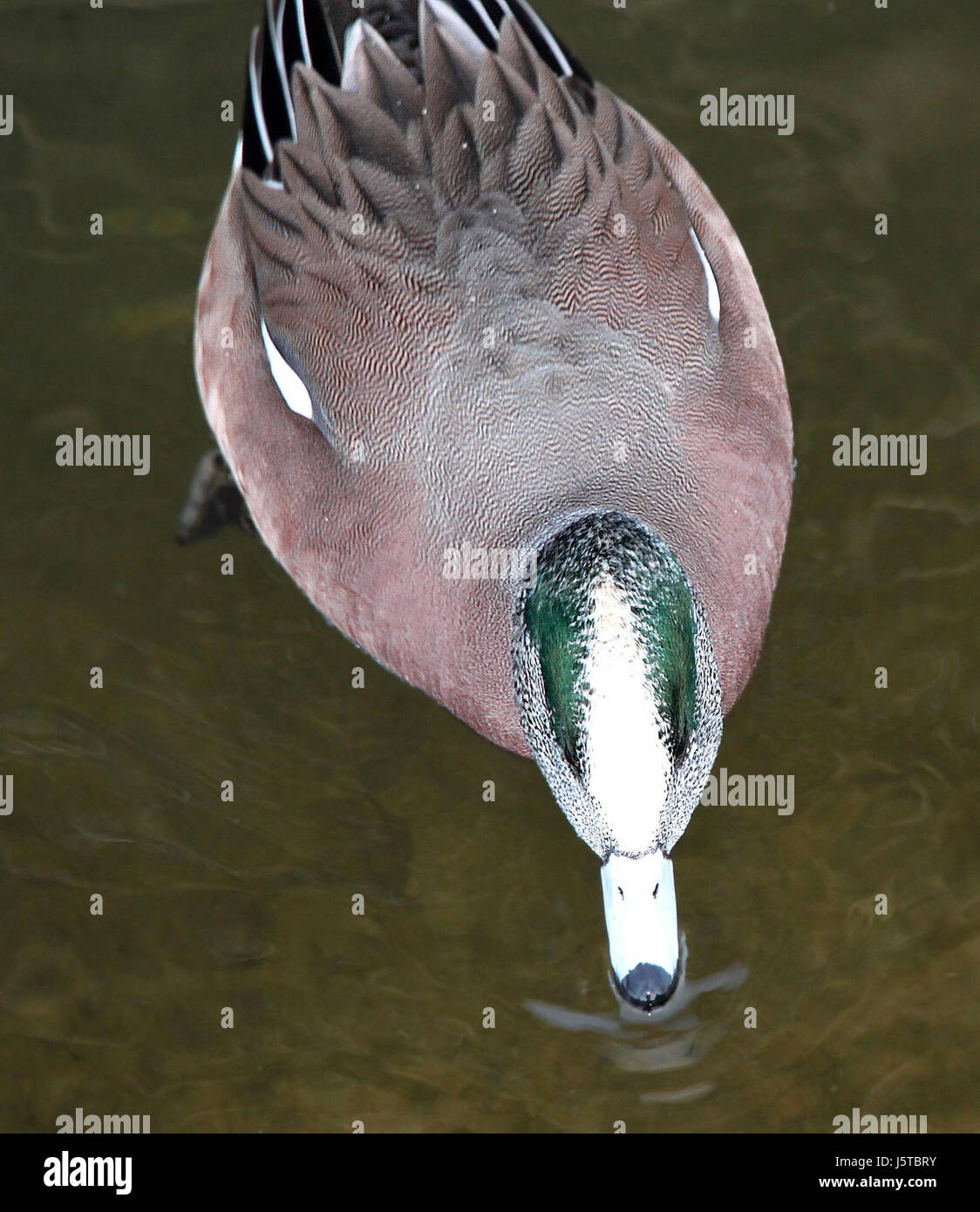 The American Wigeon is a species of duck native to North America ...