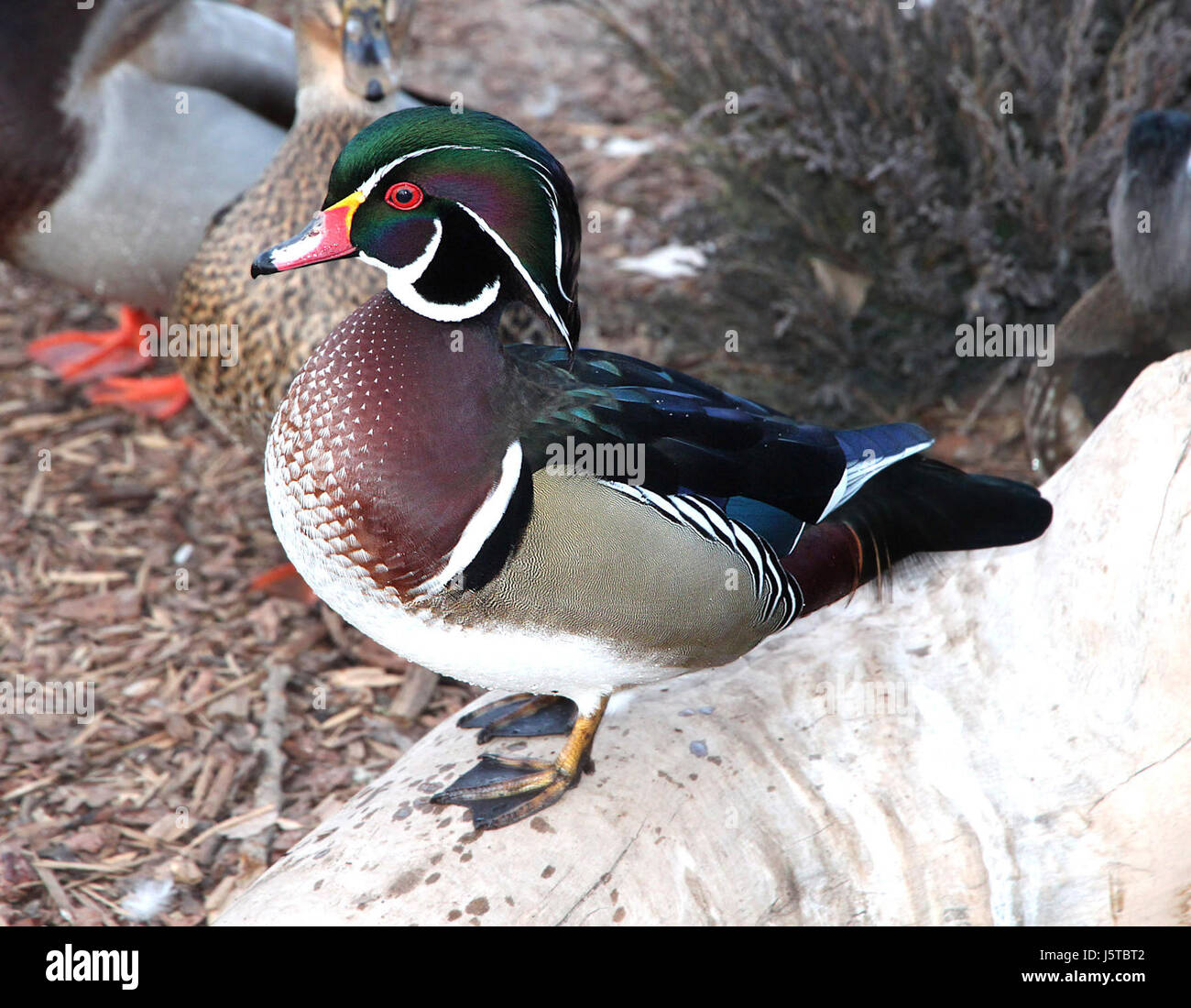 The Wood Duck is a species native to North America, known for its ...