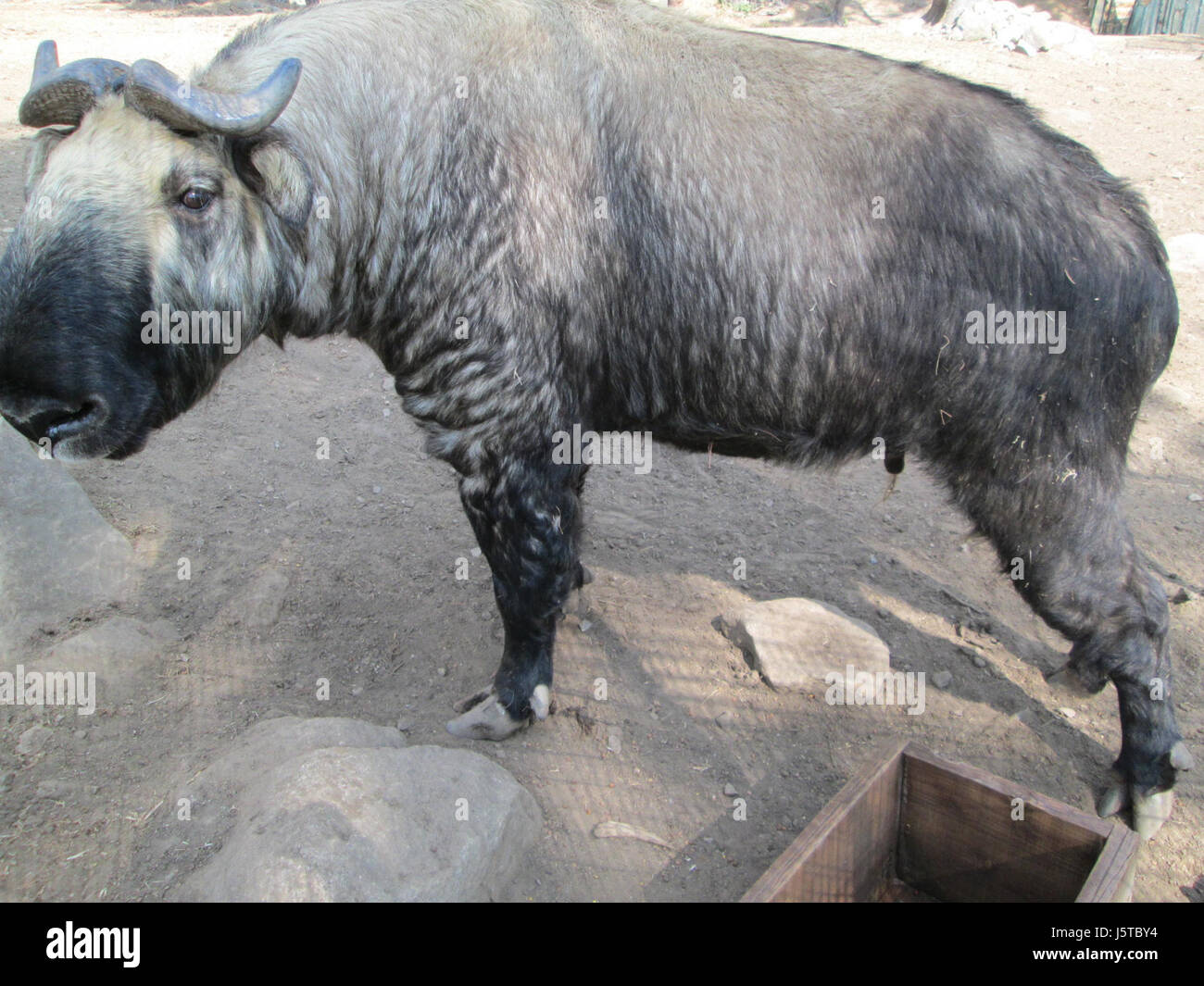 Illustration takin hi-res stock photography and images - Alamy