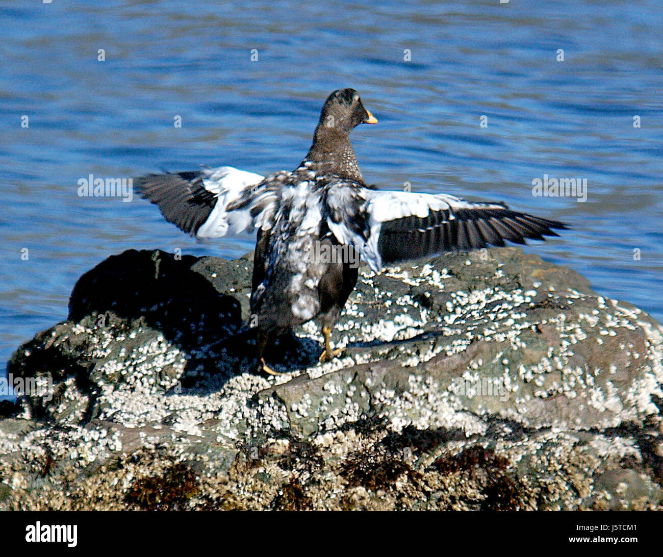 Common eider species sea hi-res stock photography and images - Alamy