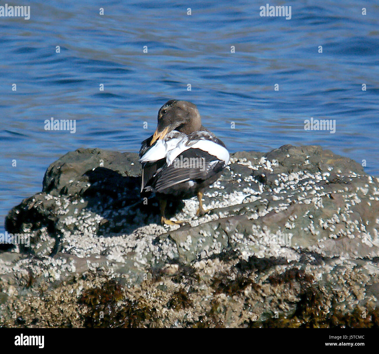 Common northern hemisphere duck hi-res stock photography and images - Alamy