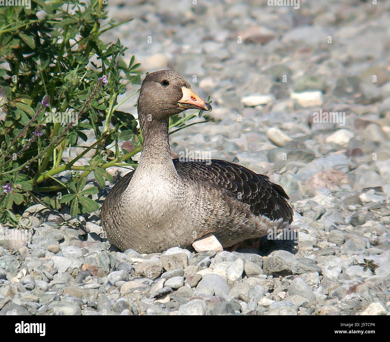 Juvenile white fronted goose hi-res stock photography and images - Alamy