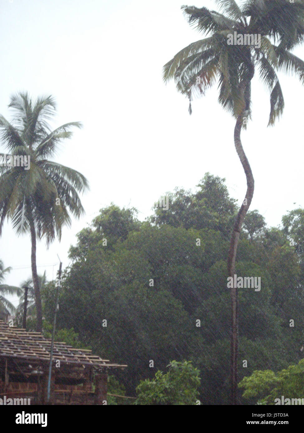 The 'Freak Coconut Tree' on the Vashishti River bank is a notable ...