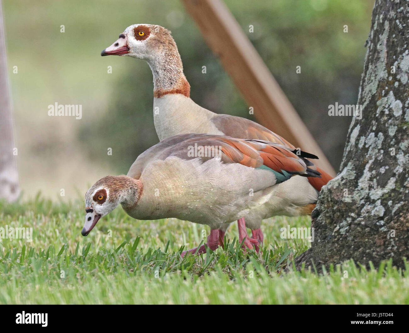 The Egyptian Goose, observed in Miami-Dade County, Florida, on January ...