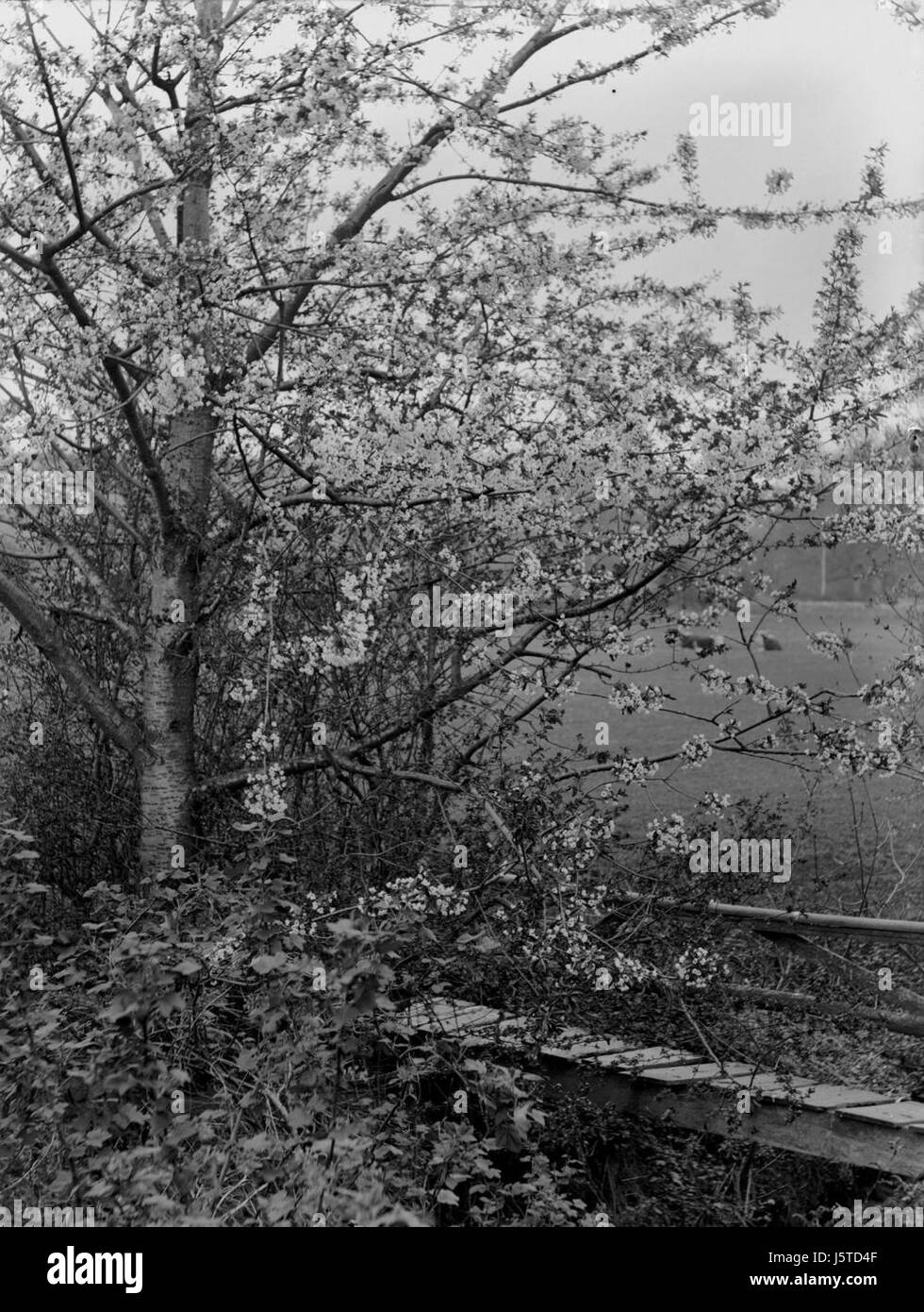 Tree seasonal change Black and White Stock Photos & Images - Alamy