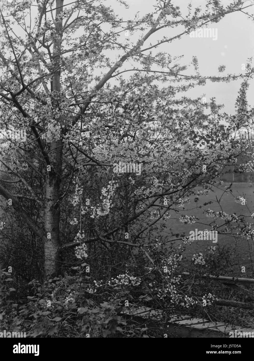 Tree branches of tree flowering Black and White Stock Photos & Images ...