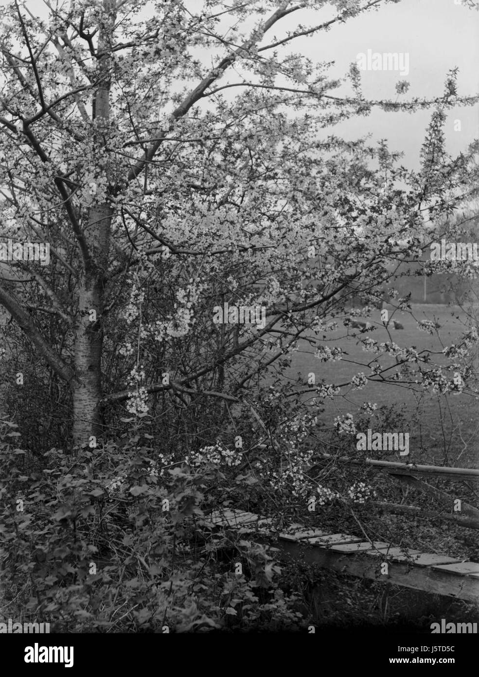 Foliage early spring trees Black and White Stock Photos & Images - Alamy