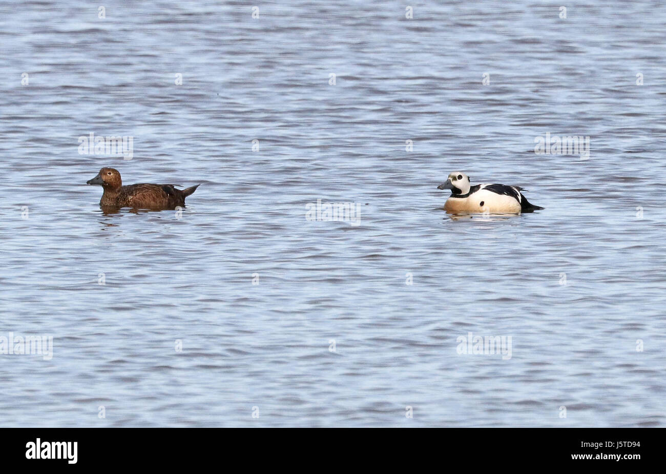 An image of Steller's Eider, a species of duck, photographed in Barrow ...