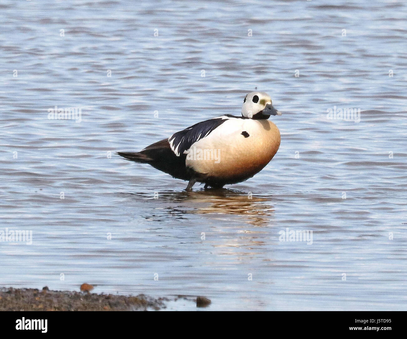 This title refers to an image or documentation of a Steller's Eider ...