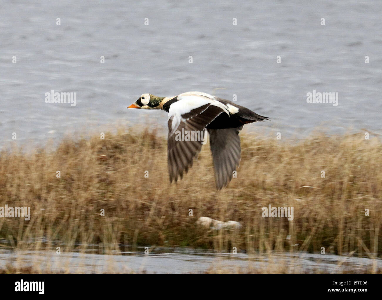 A photograph of a Spectacled Eider taken in Barrow, Alaska, on June 15 ...