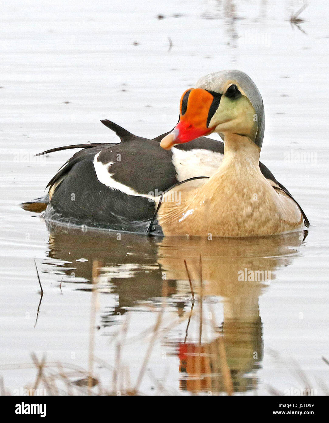 The King Eider is a species of sea duck found in the Arctic regions ...
